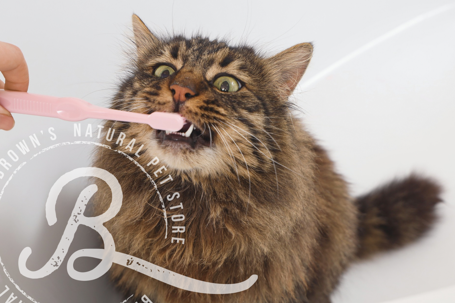 How to Brush Your Pet's Teeth: A Stress-Free Step-by-Step Guide - Brown ...