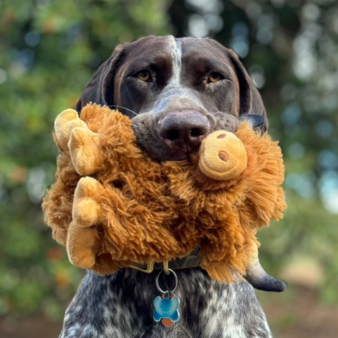 Tall Tails Plush Highland Cow - Soft Squeaky Toy for Dogs - Brown's ...