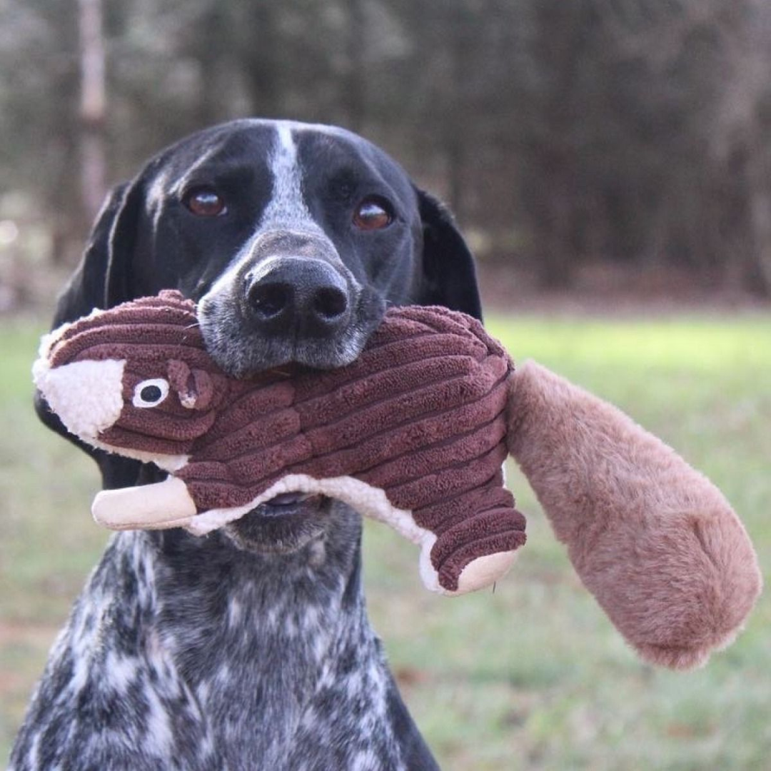 Tall Tails Plush Squirrel - Soft Squeaky Toy for Dogs - Brown's Natural ...